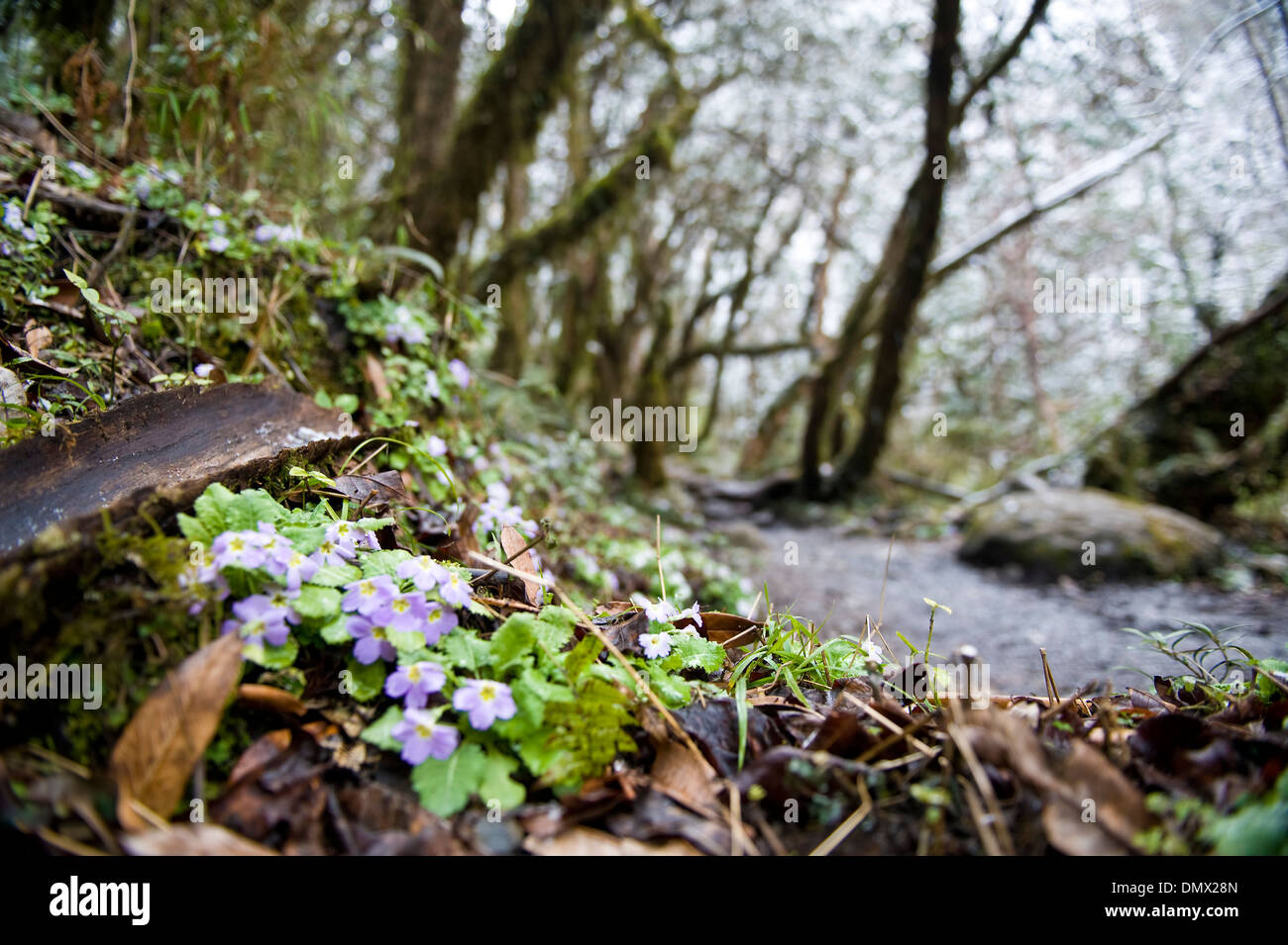 Himalaya forest hi-res stock photography and images - Alamy