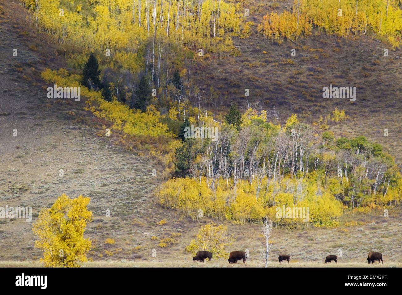 Bison - with fall colour Bison bison Grand Tetons National Park Wyoming ...