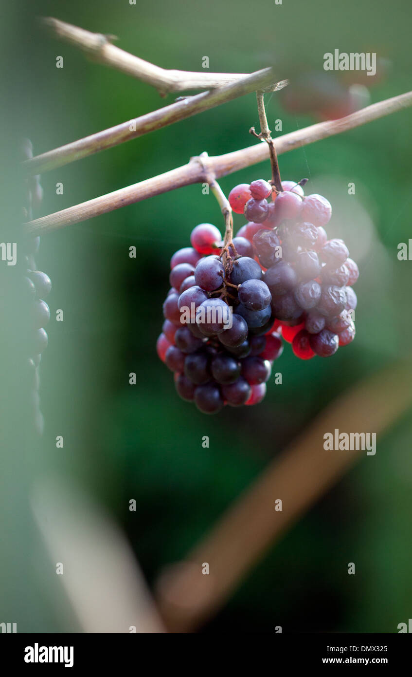 A bunch of grapes hanging from vines in a vineyard Stock Photo - Alamy
