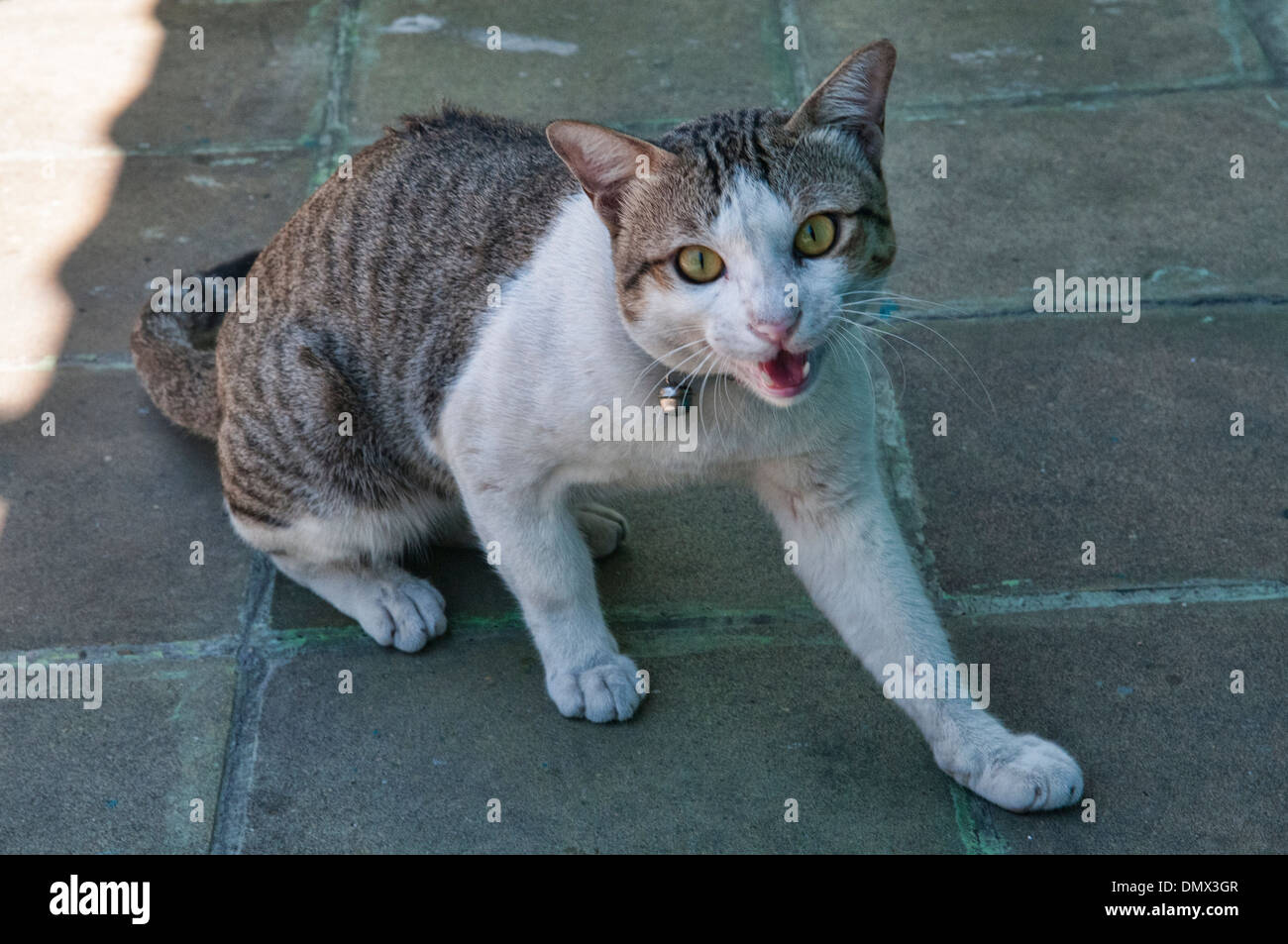 Cat growling hi-res stock photography and images - Alamy