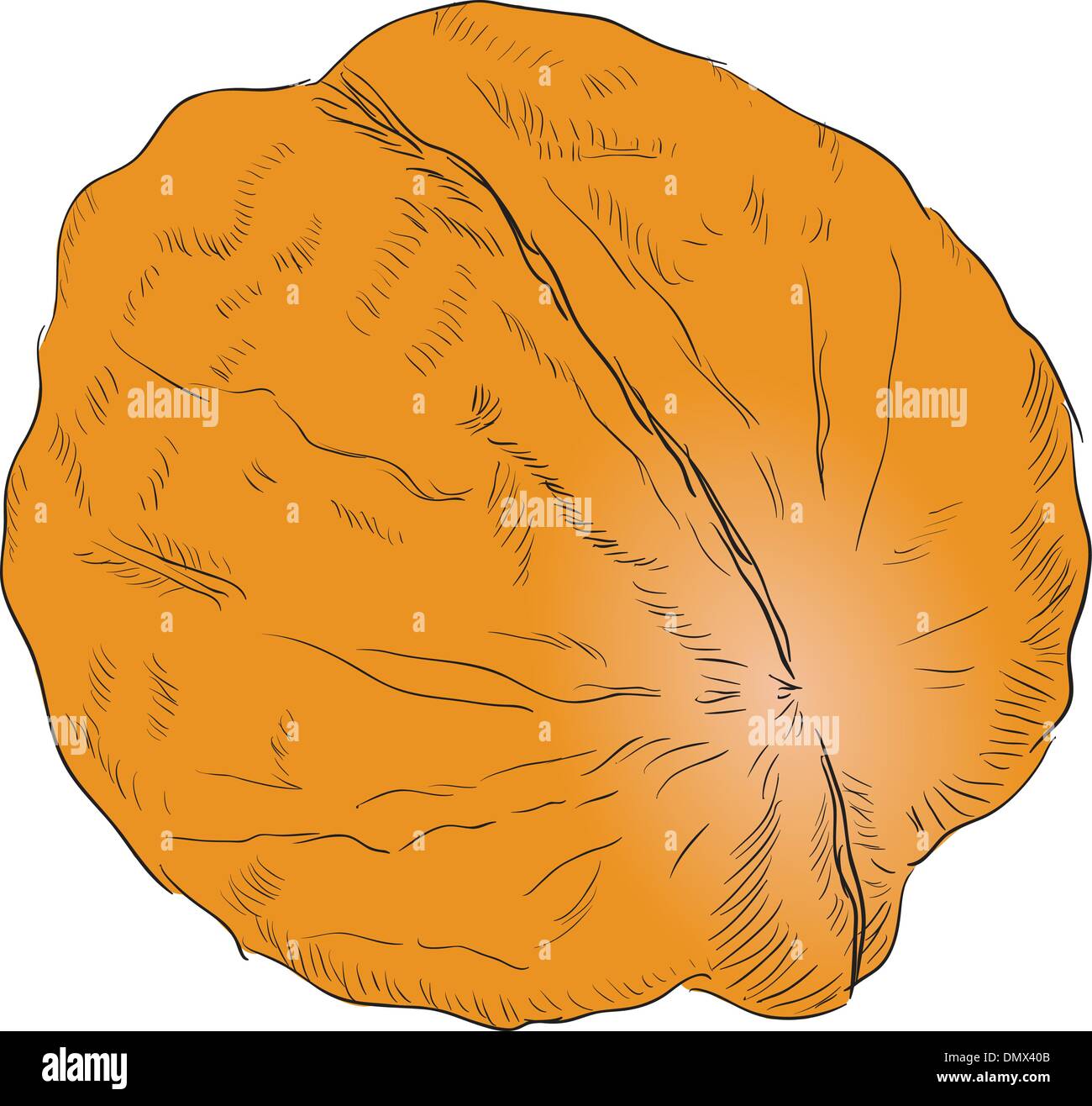 Walnut drawing hi-res stock photography and images - Alamy