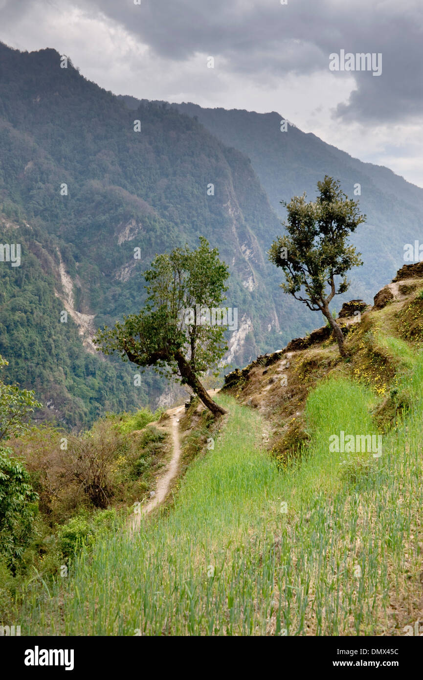Sinuwa, Annapurna Himal, Himalaya, Nepal Stock Photo - Alamy