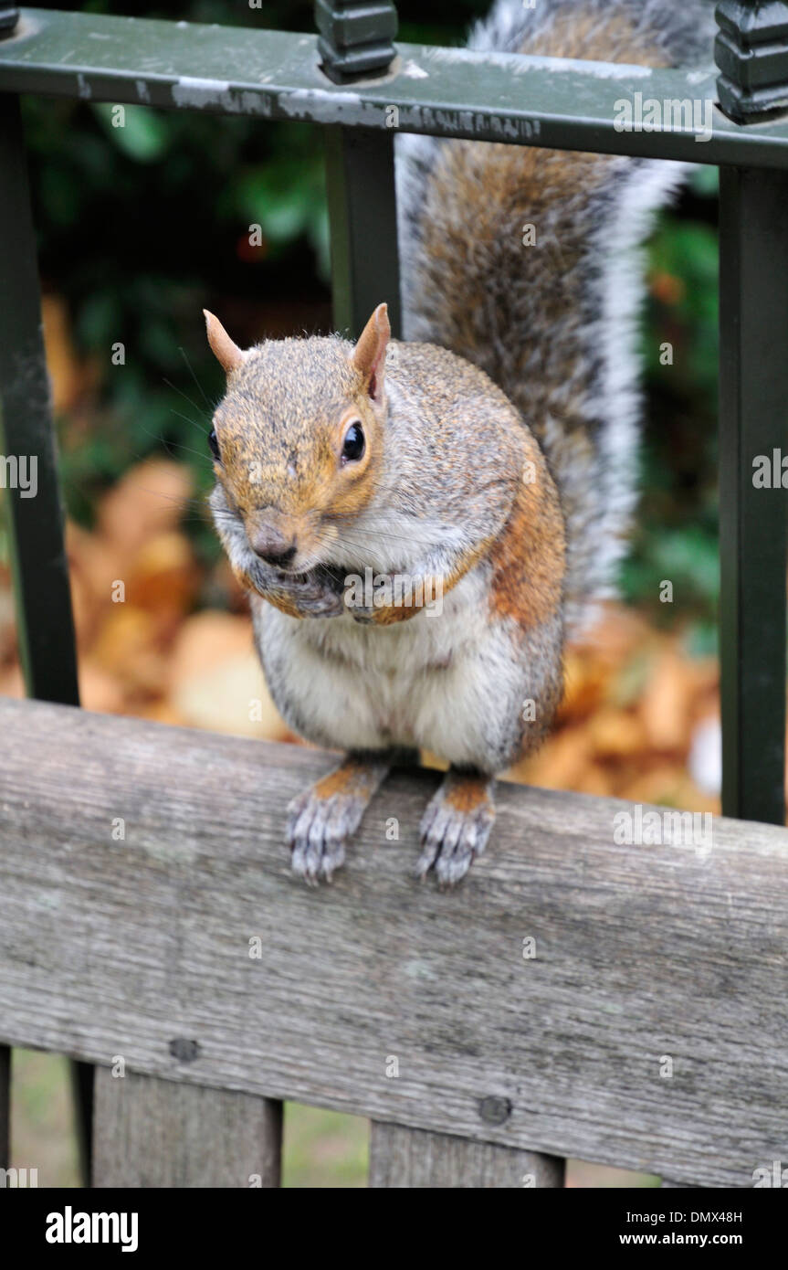 Squirrel bench hi-res stock photography and images - Alamy