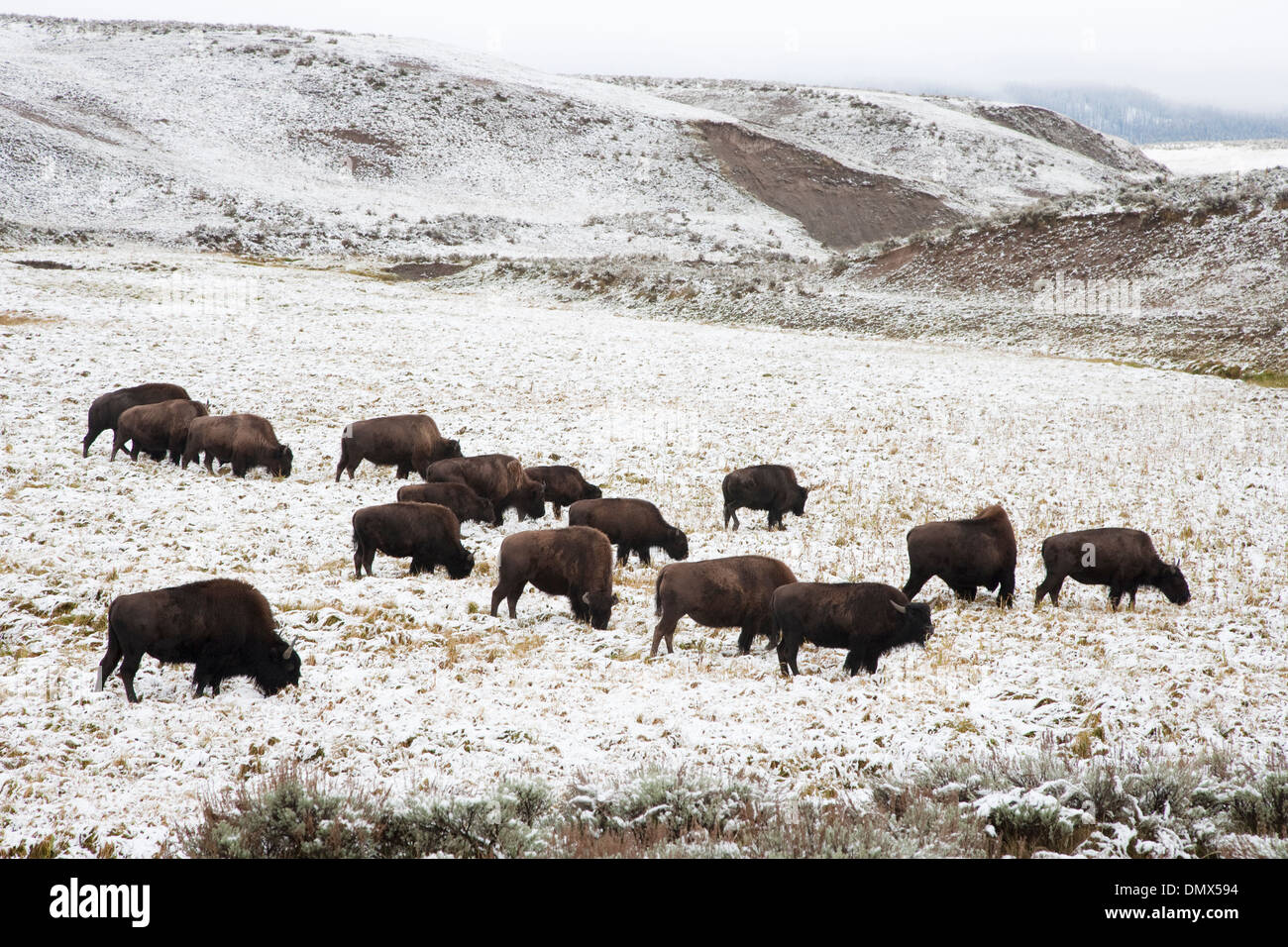 Bison - herd feeding in snow in Hayden valley Bison bison Yellowstone ...