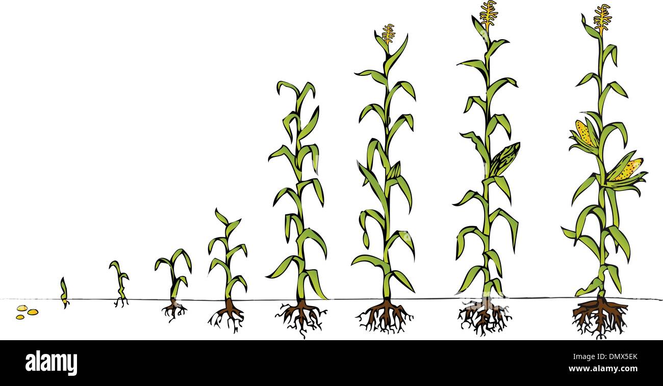 Maize Development Stock Vector Art & Illustration, Vector Image ...