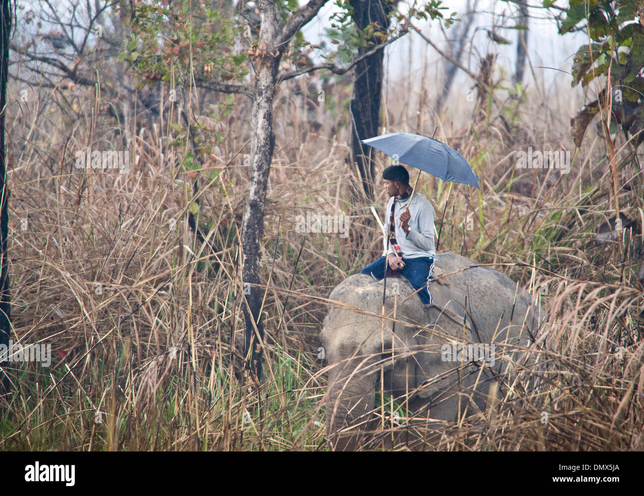 Chitwan national park ranger hi-res stock photography and images - Alamy