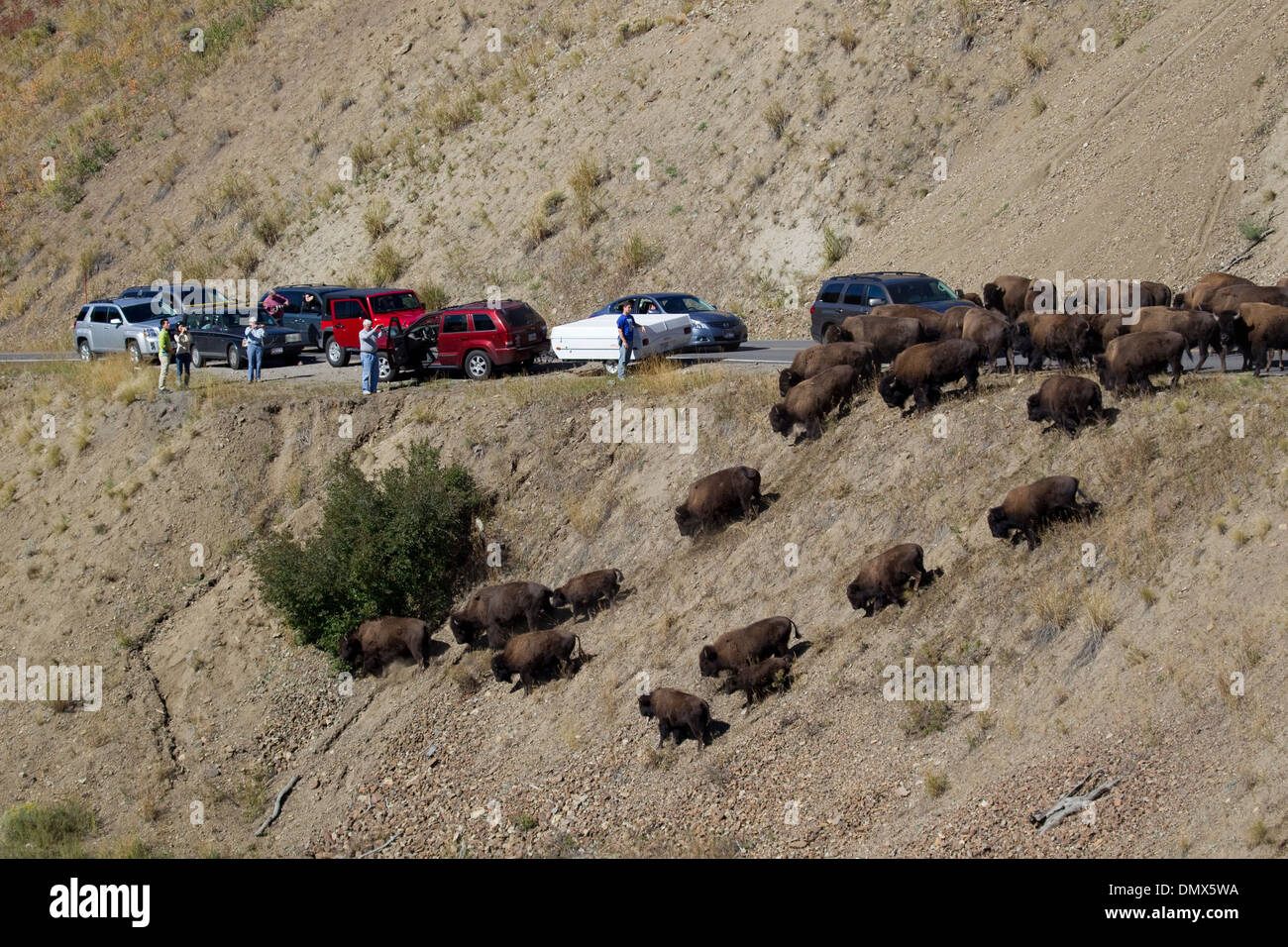 Yellowstone bison on road hi-res stock photography and images - Alamy
