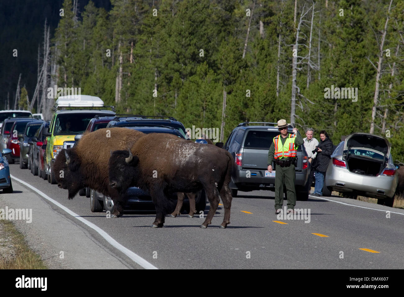 Bison - on road causing traffic jam Bison bison Yellowstone National ...