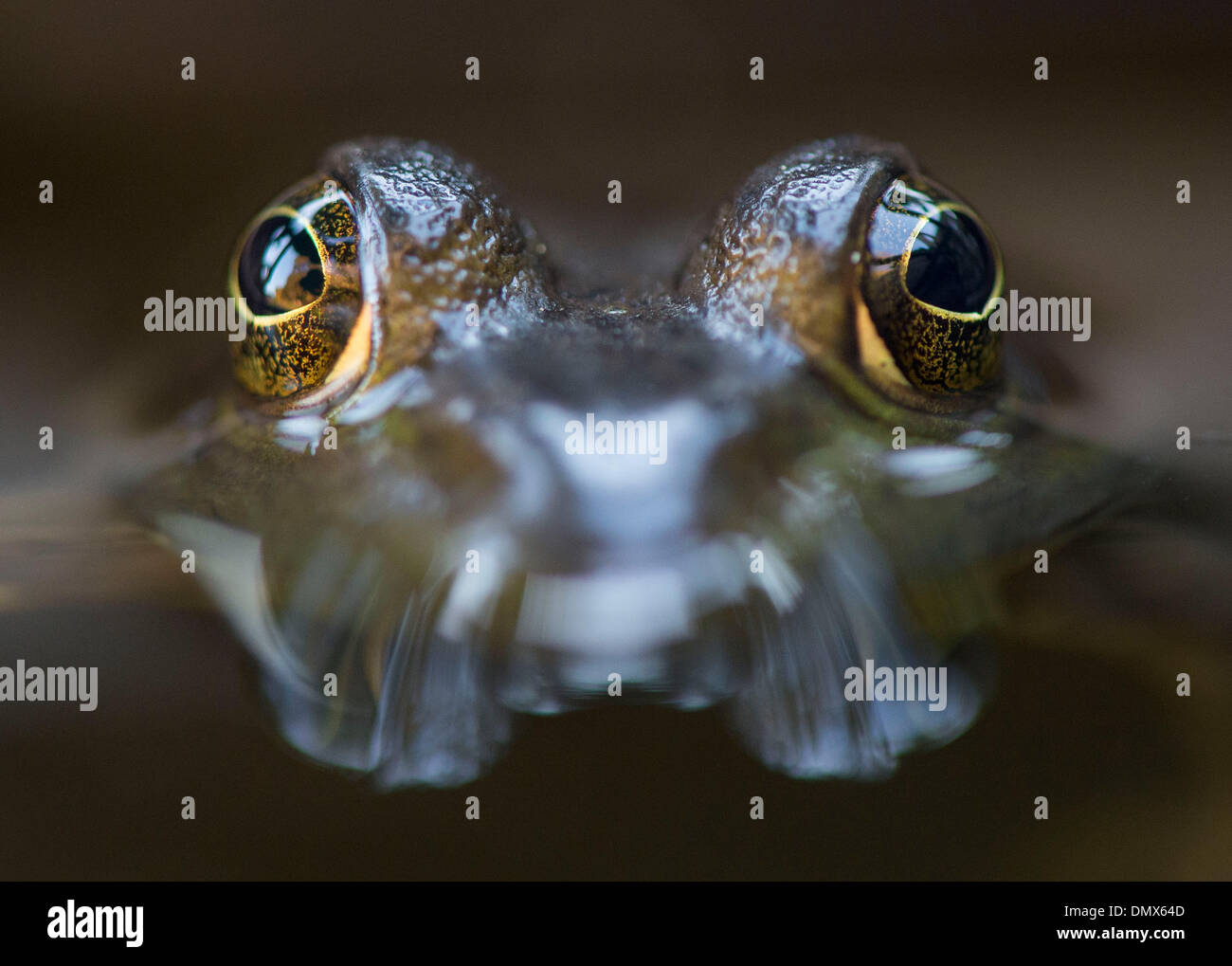 Invasive species oregon hi-res stock photography and images - Alamy