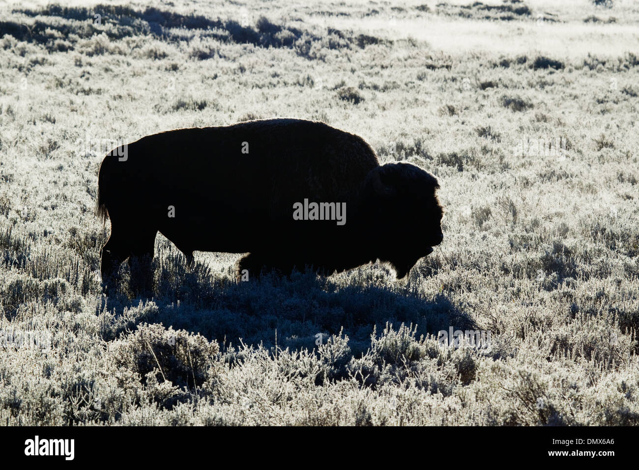 Bison silhouette hi-res stock photography and images - Alamy