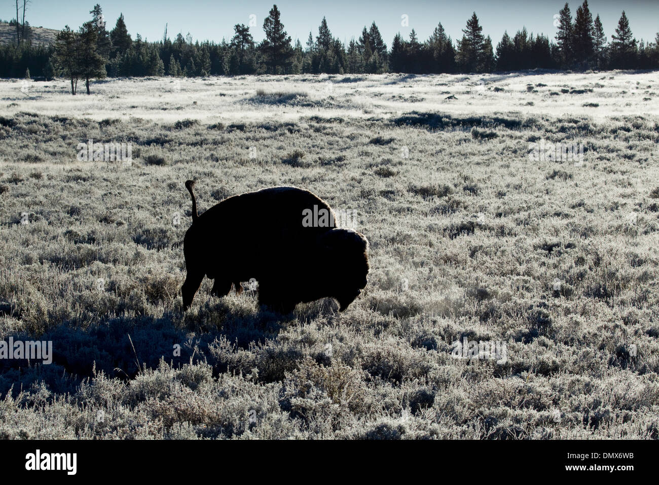 Bison silhouette hi-res stock photography and images - Alamy