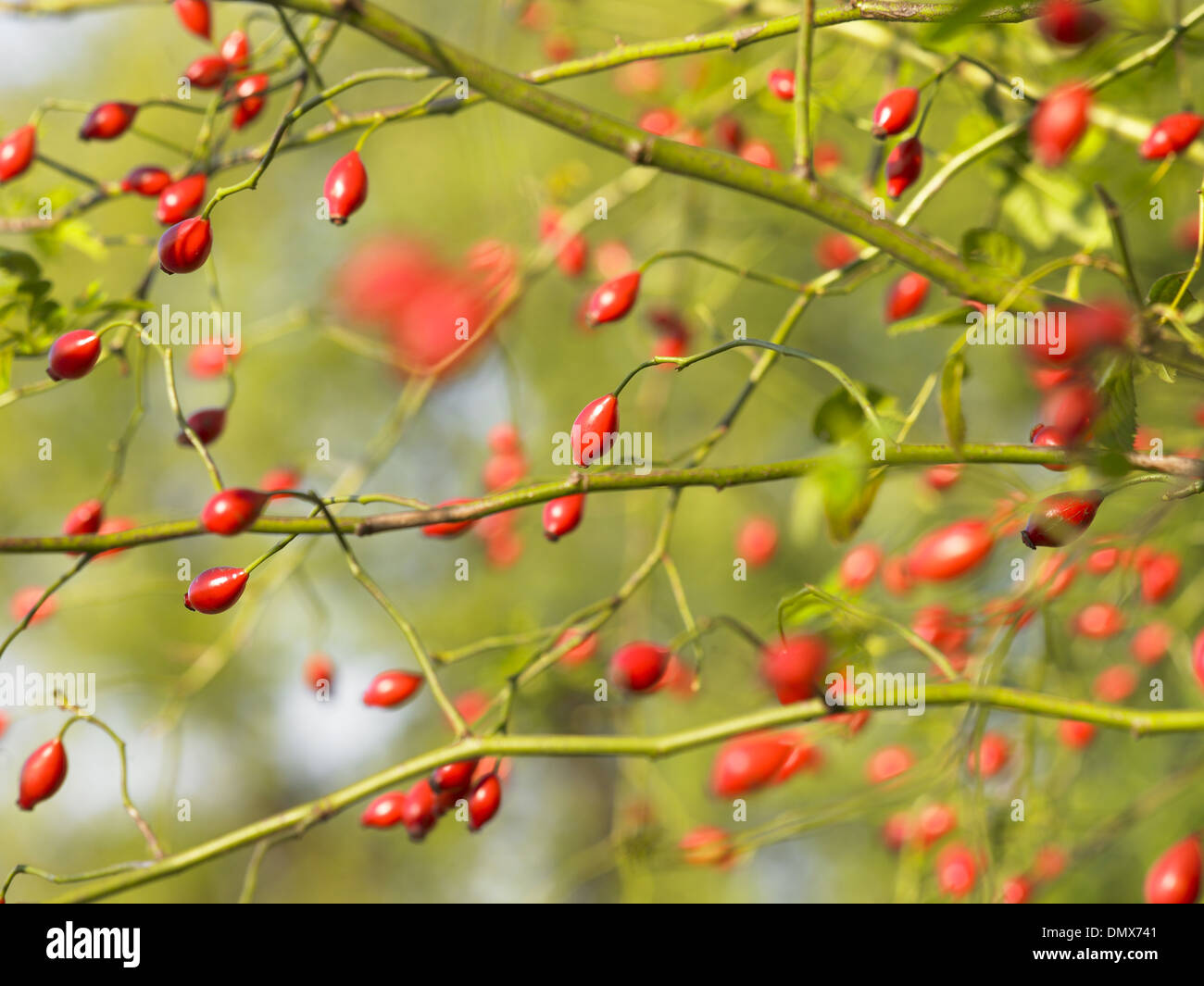 Rose hep berries hi-res stock photography and images - Alamy