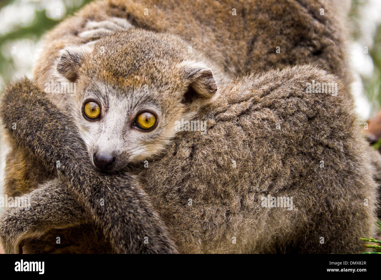 Crowned lemur (Eulemur Coronatus), endemic lemur from northern ...