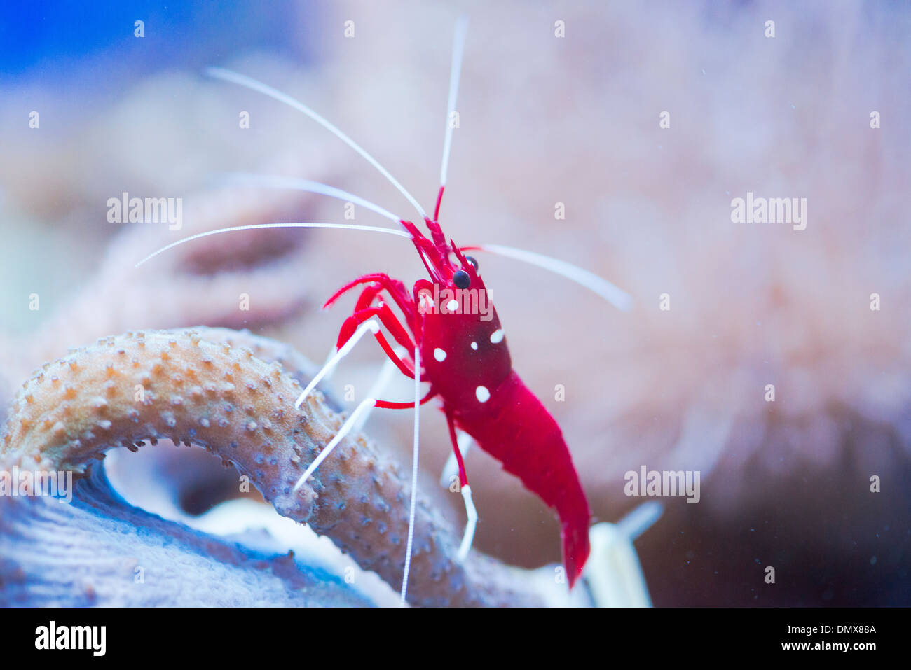 Shrimp mustache hi-res stock photography and images - Alamy