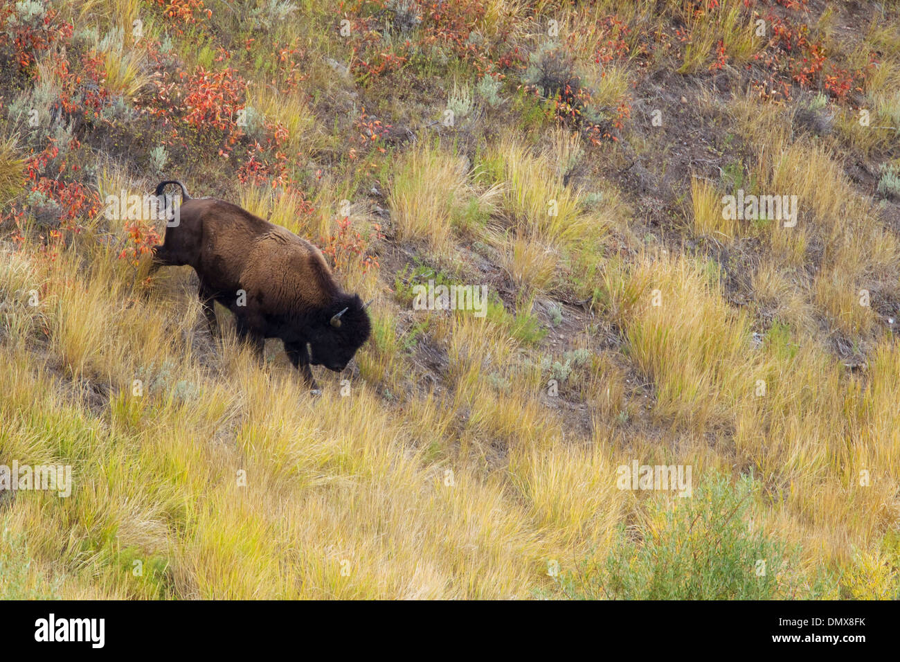 Bison yellowstone running hi-res stock photography and images - Alamy