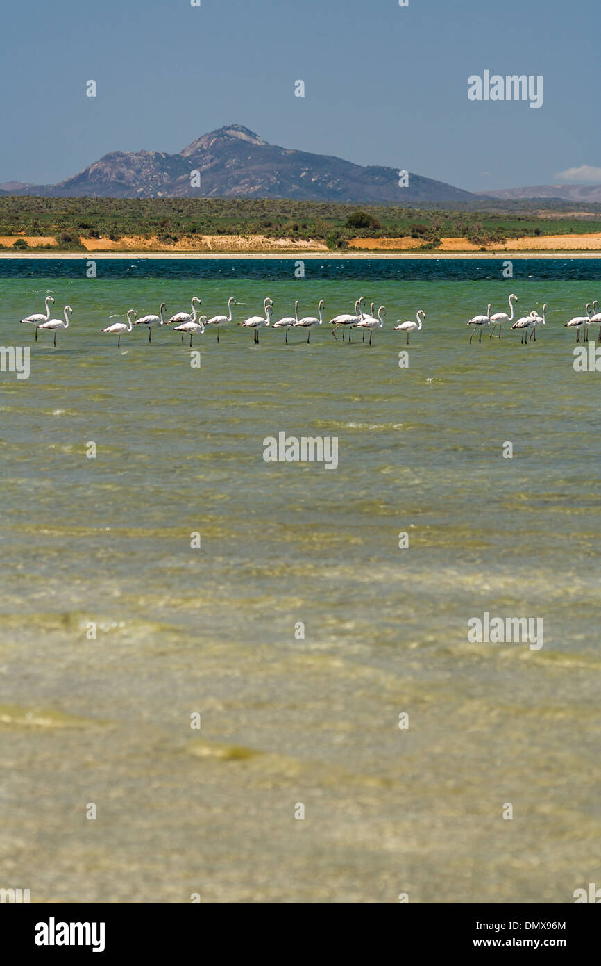 Anosy bird hi-res stock photography and images - Alamy