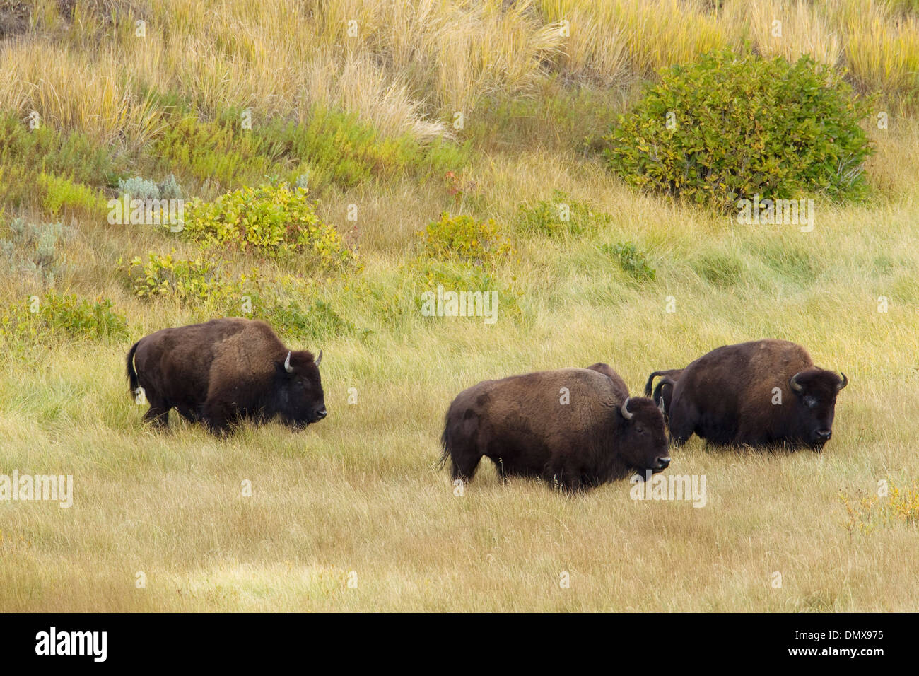 Bison - crossing valley floor in Autumn Bison bison Yellowstone ...