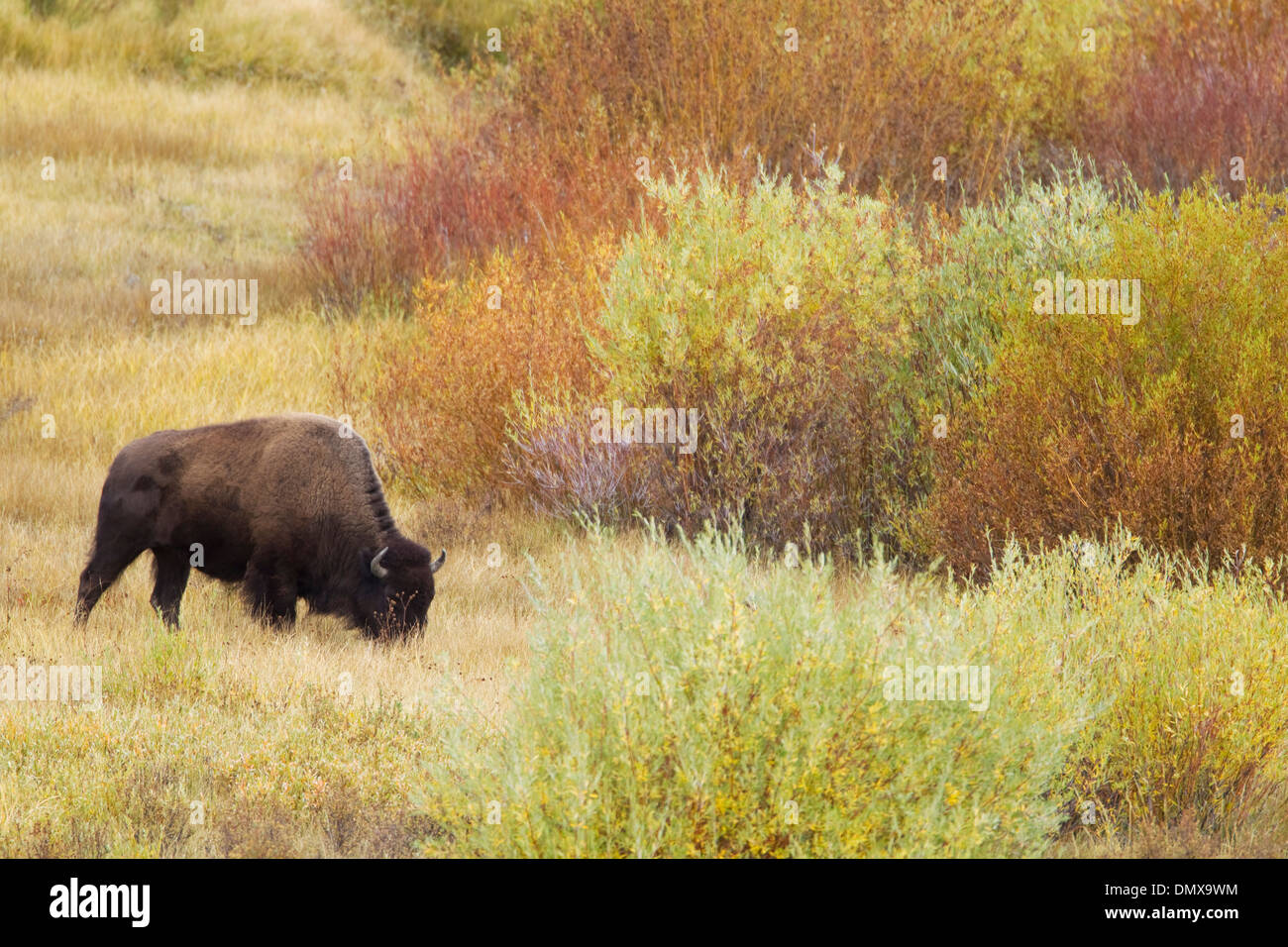 Yellowstone color hi-res stock photography and images - Alamy