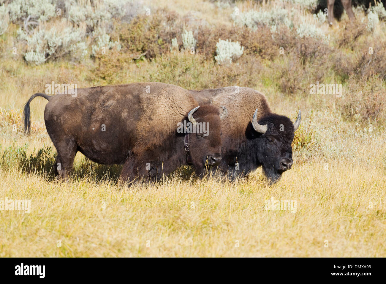 Bison yellowstone national park hi-res stock photography and images - Alamy