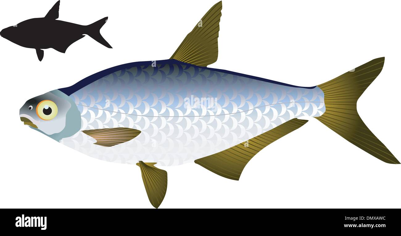 Sapa animal Stock Vector Images - Alamy