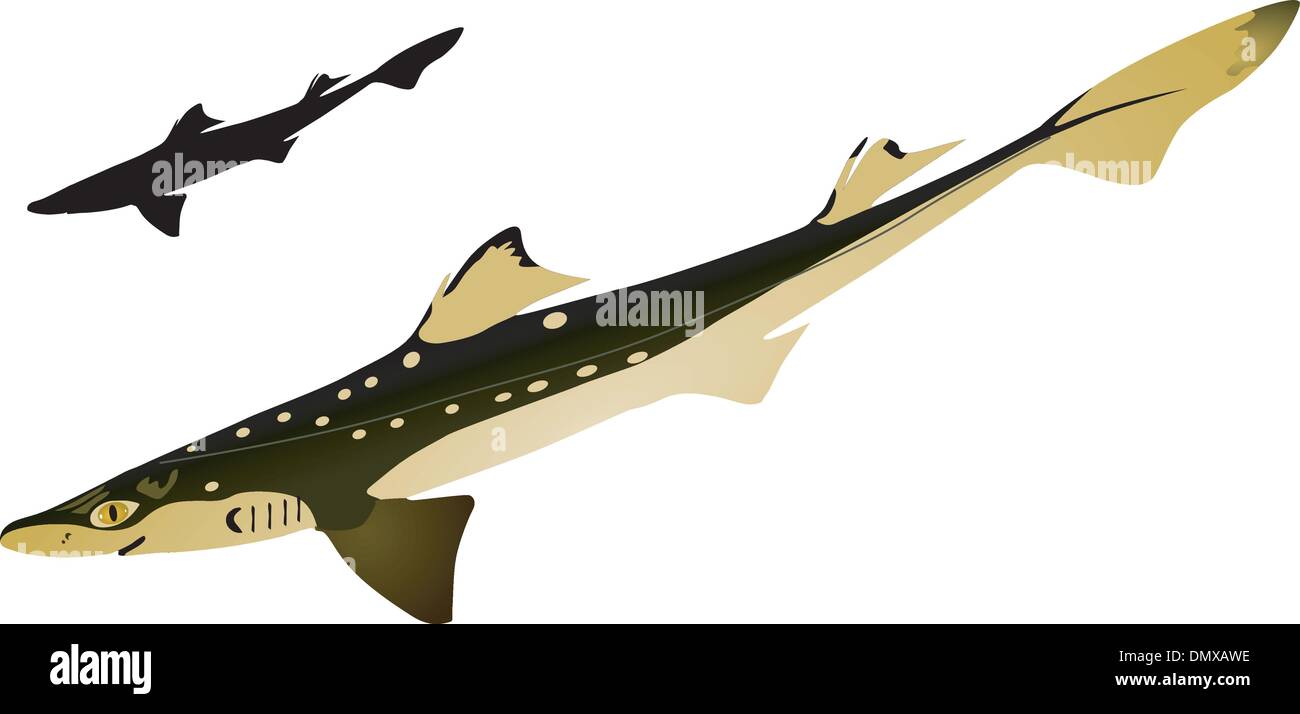 Spurdog hi-res stock photography and images - Alamy