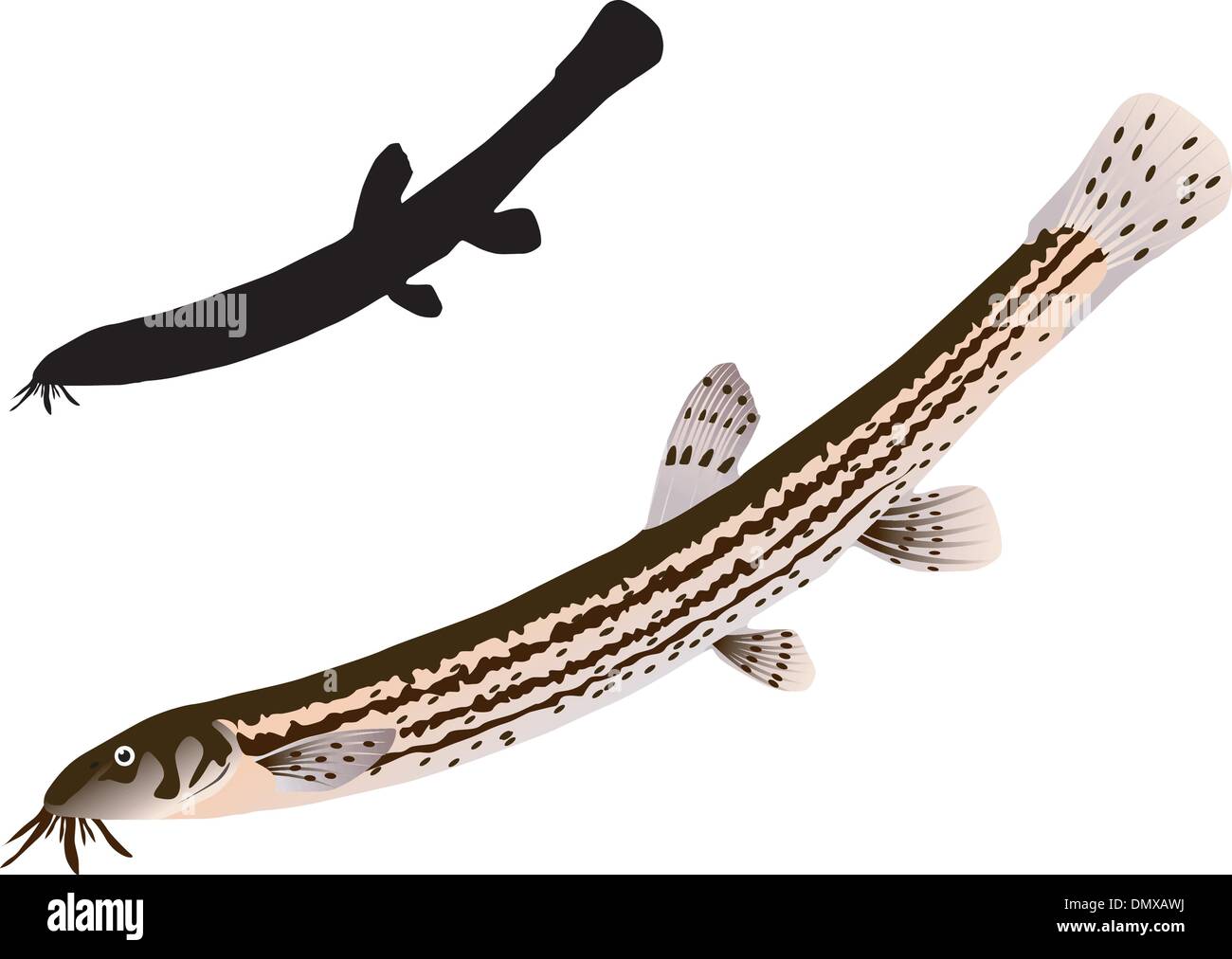 Loach fish Stock Vector Images - Alamy