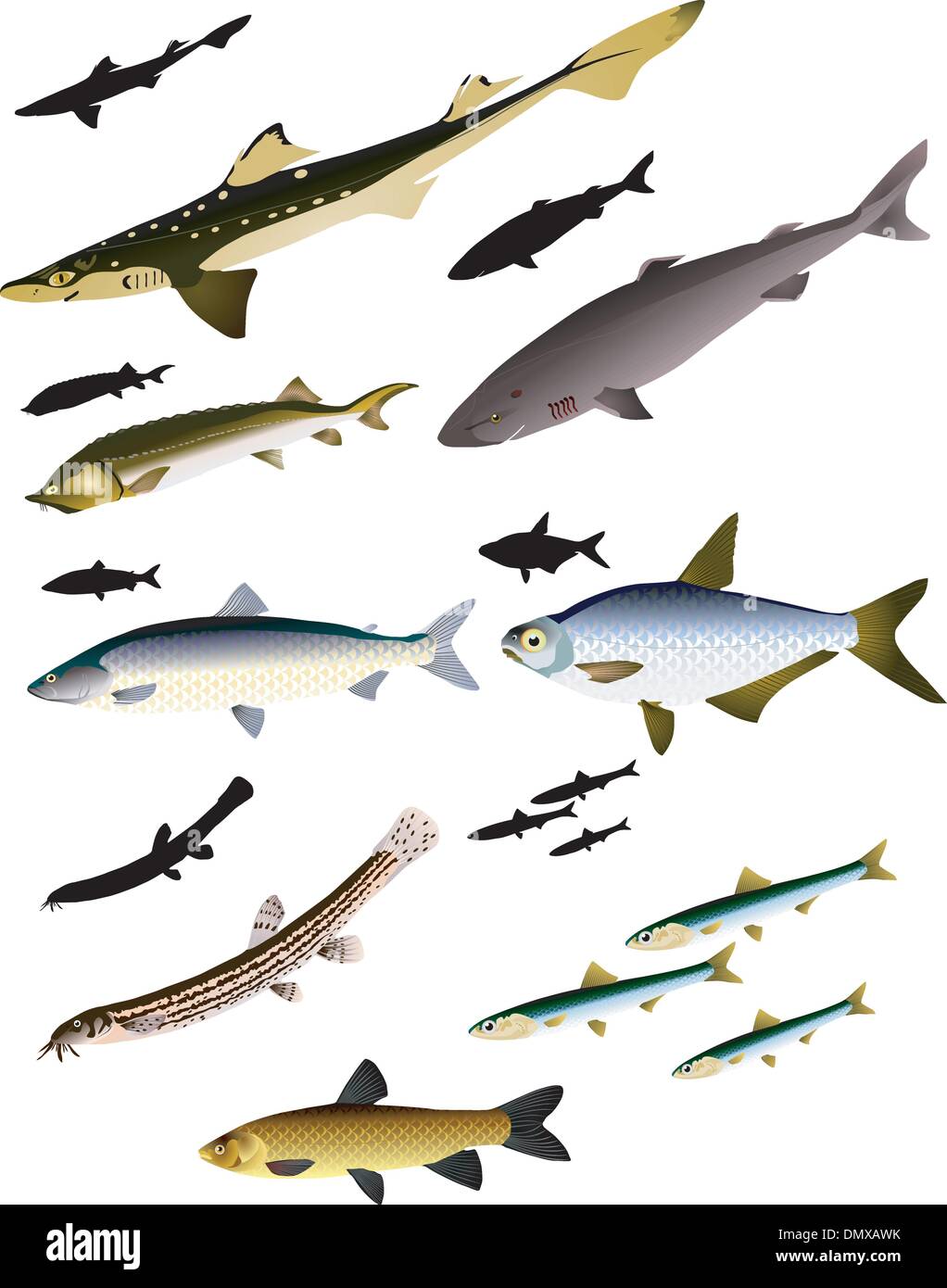 collection of vector images of fish Stock Vector Image & Art - Alamy