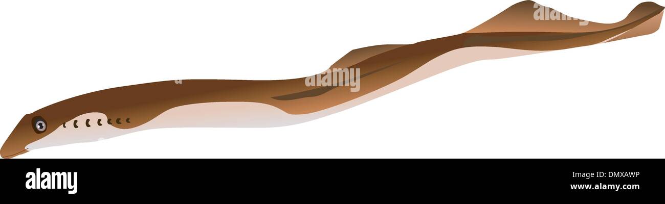 Vector lamprey silhouette Stock Vector Images - Alamy