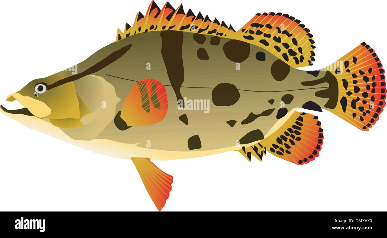 Ruff painting Stock Vector Images - Alamy