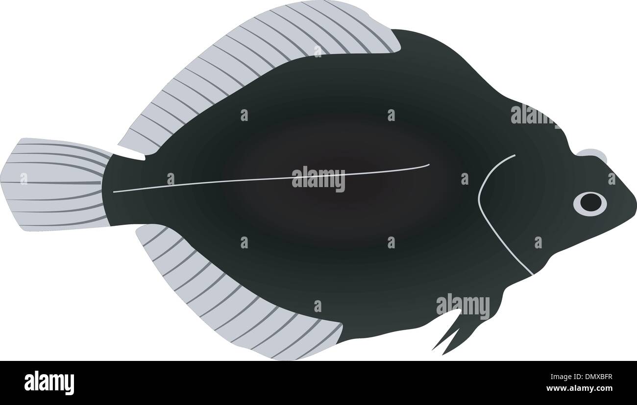 Black white drawing flounder hi-res stock photography and images - Alamy