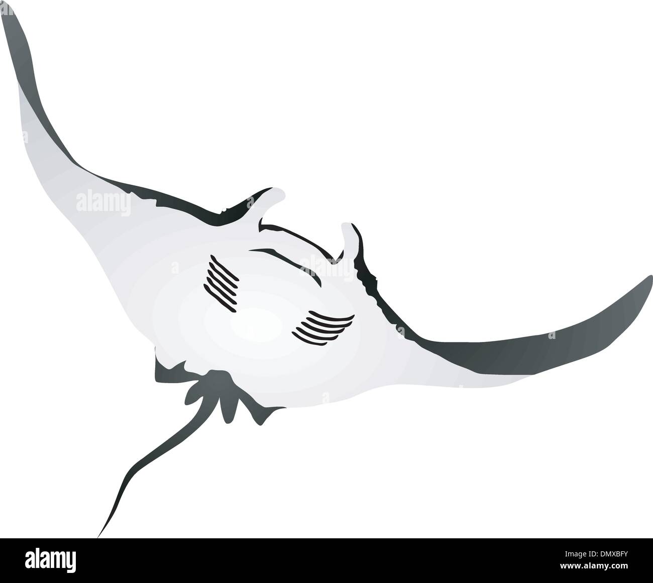 Manta ray sea animals Stock Vector Images - Alamy
