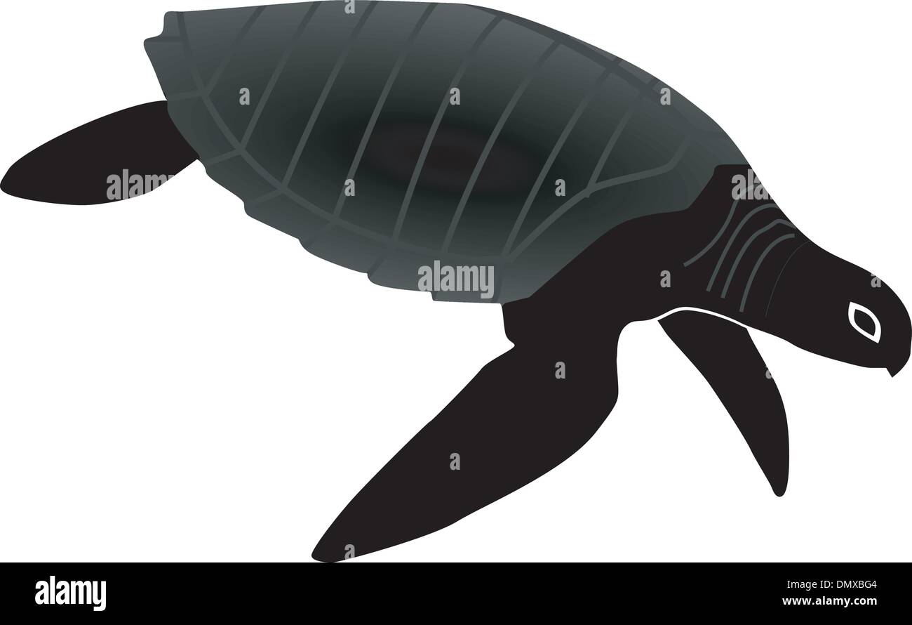 Olive ridley sea turtle pacific Stock Vector Images - Alamy
