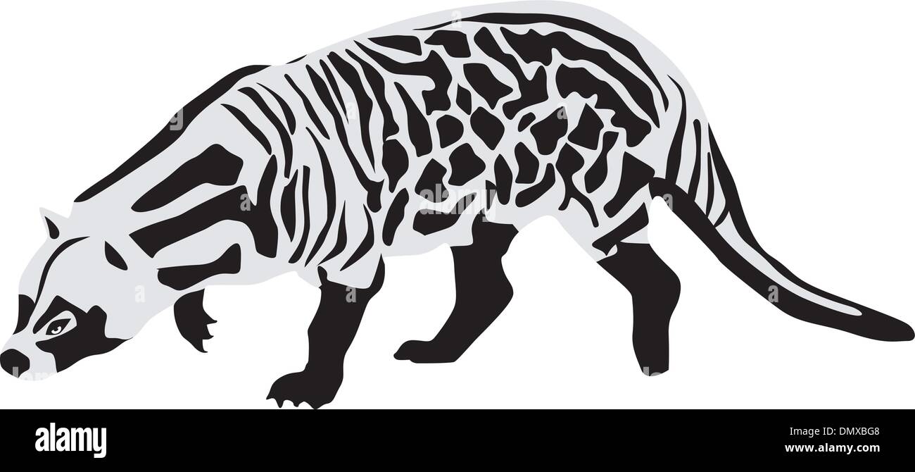 African civet Stock Vector Images - Alamy
