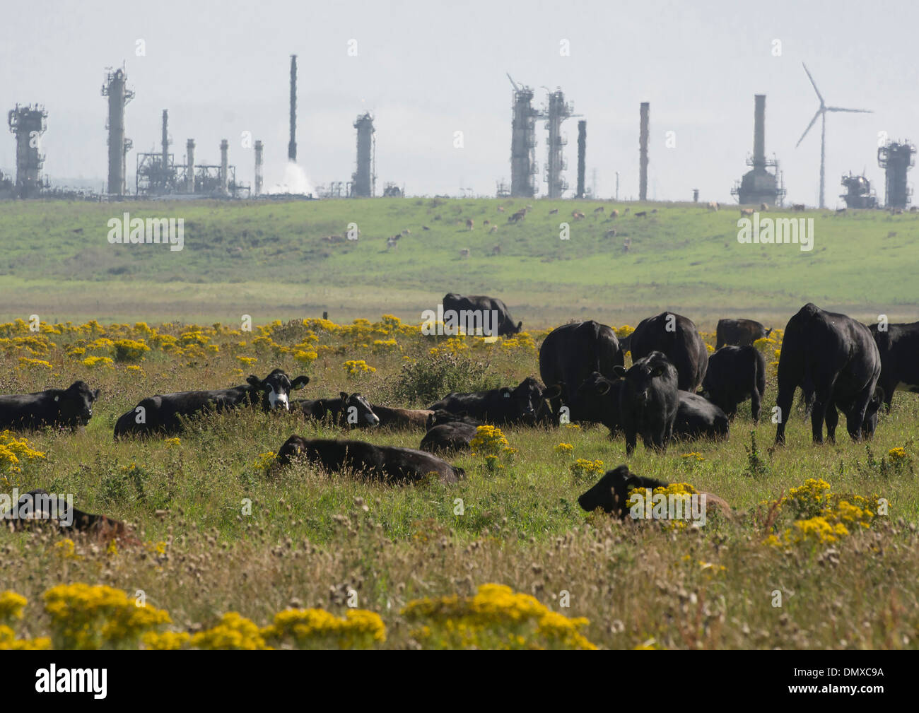 st fergus gas terminal cows herd wind turbines Stock Photo - Alamy