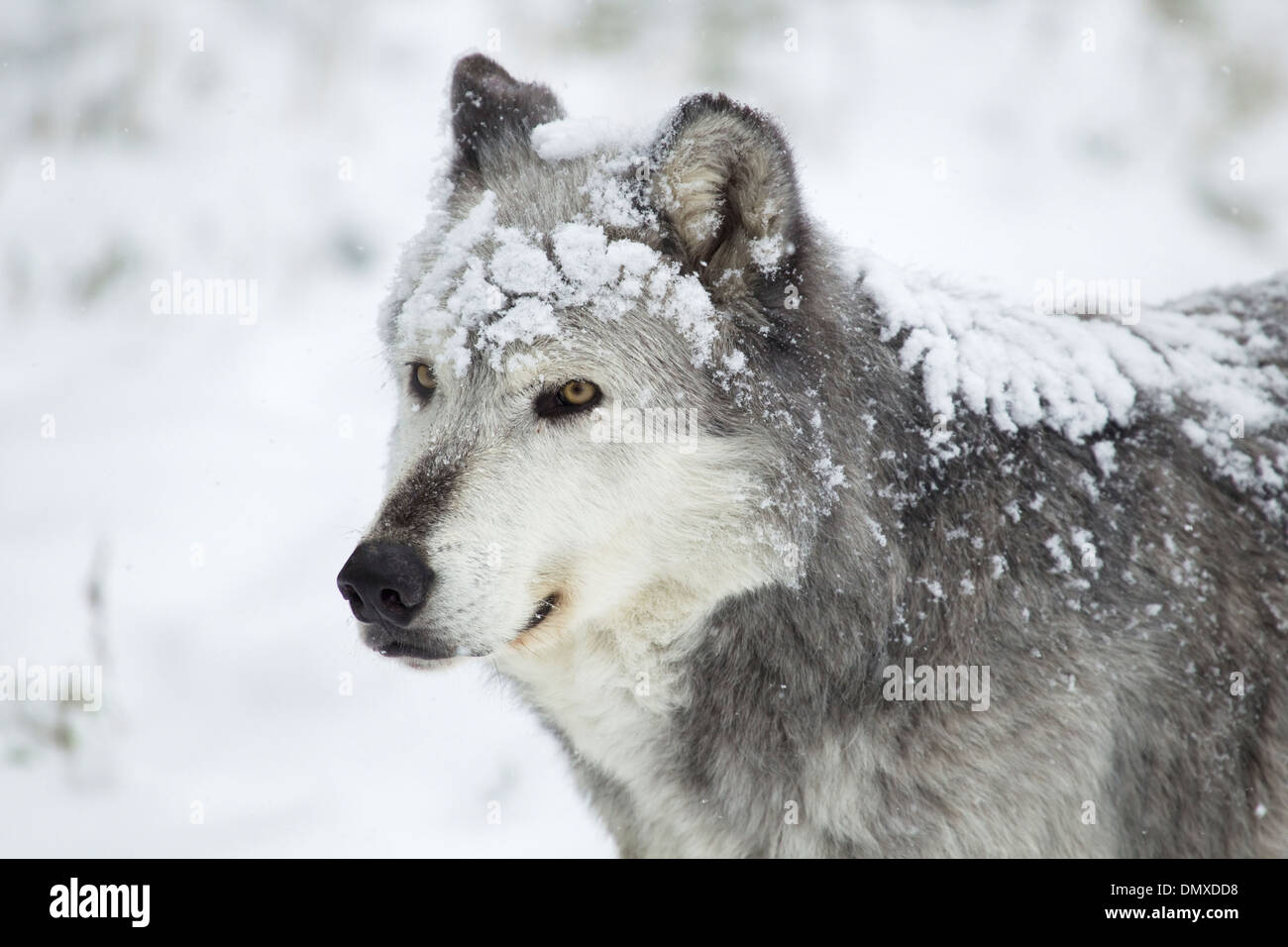 Wolves Snow High Resolution Stock Photography and Images - Alamy