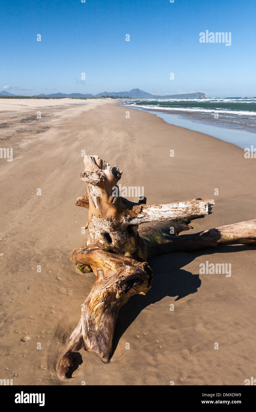 Old tree stump on a tropical beach Stock Photo - Alamy