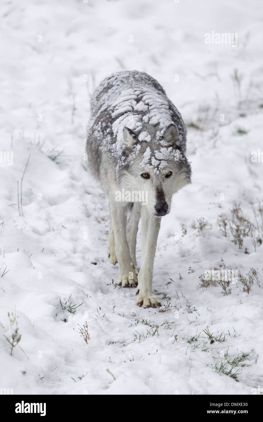 Grey Wolf Snow High Resolution Stock Photography and Images - Alamy