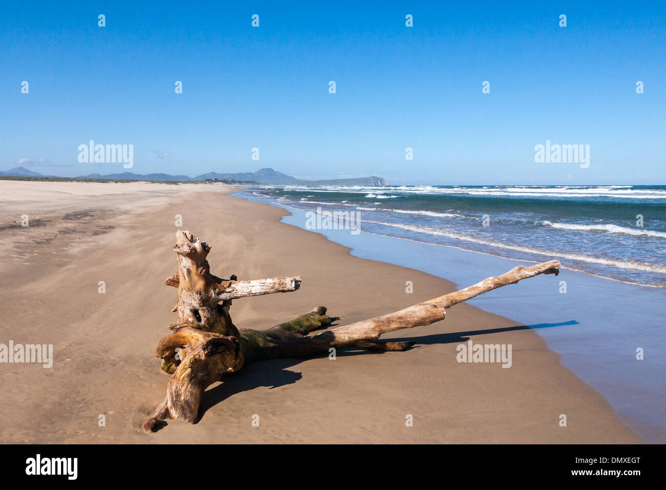 Dead tree log sandy beach hi-res stock photography and images - Alamy