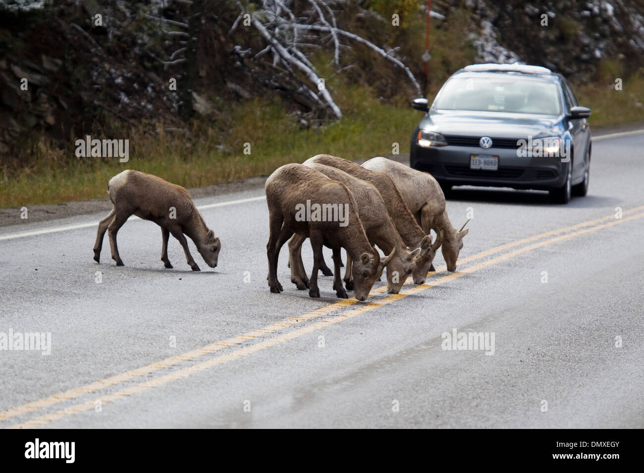 Bighorn Sheep - licking salt from road and blocking traffic Ovis ...