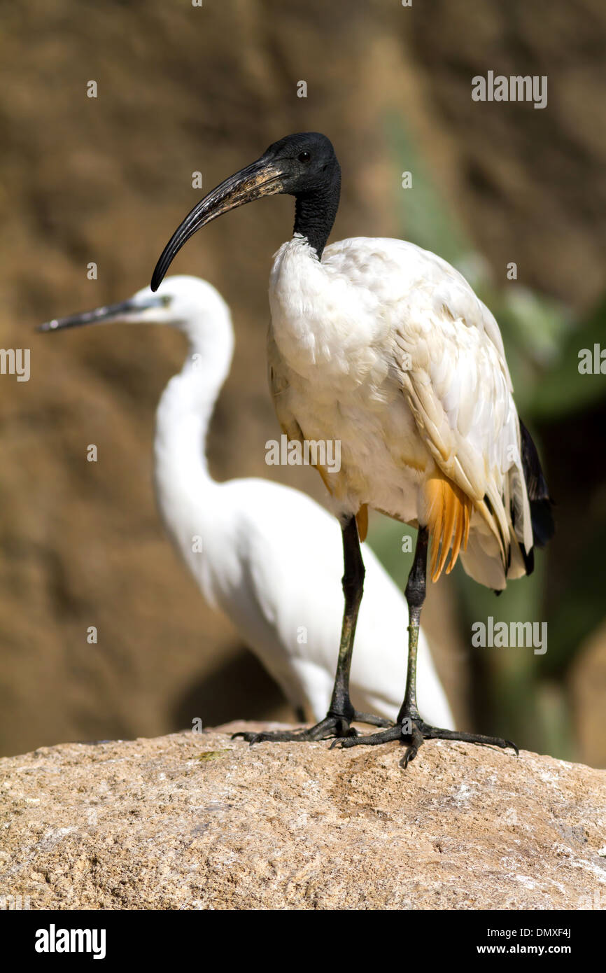 African sacred ibis (Threskiornis aethiopicus Stock Photo - Alamy