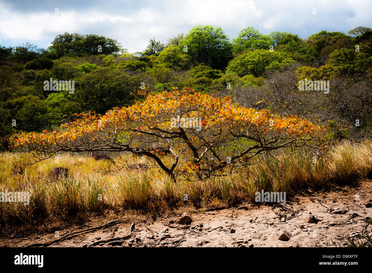 Tree of Guanacaste area in the dry forest at the foot of the volcano ...
