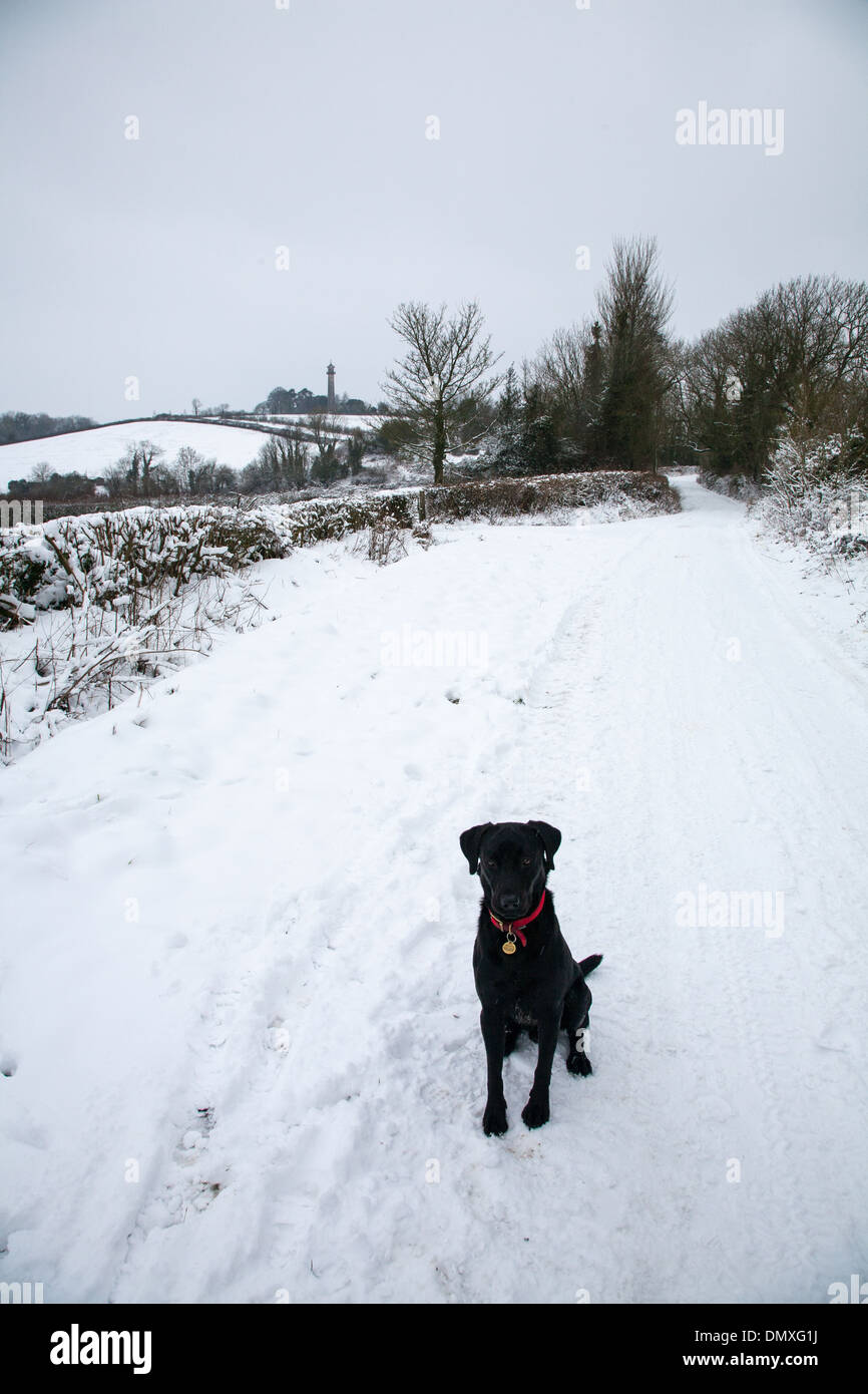 Black Lab on the Cotswold Way in the Snow Stock Photo - Alamy