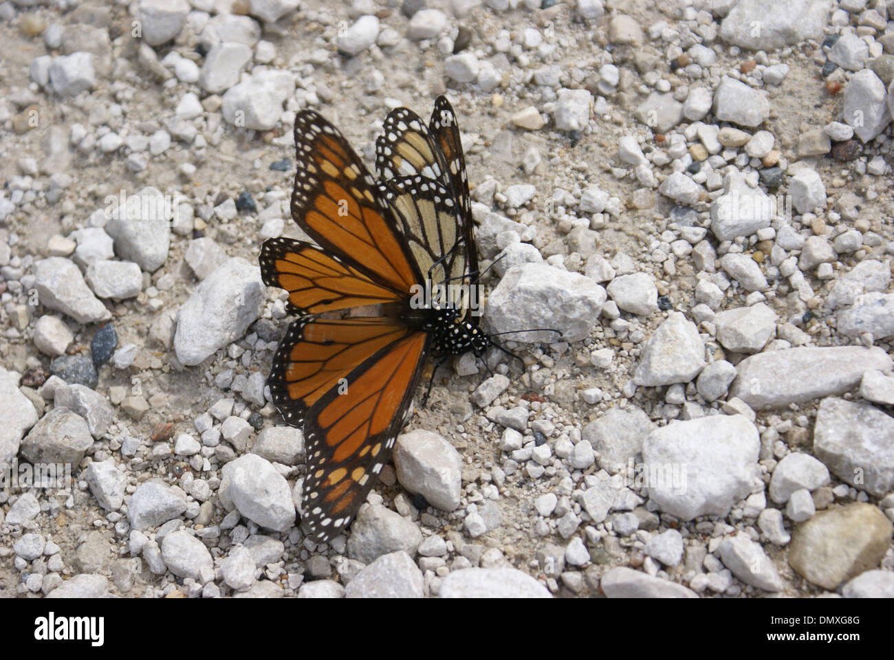Monarch Butterflies Mating Stock Photo - Alamy