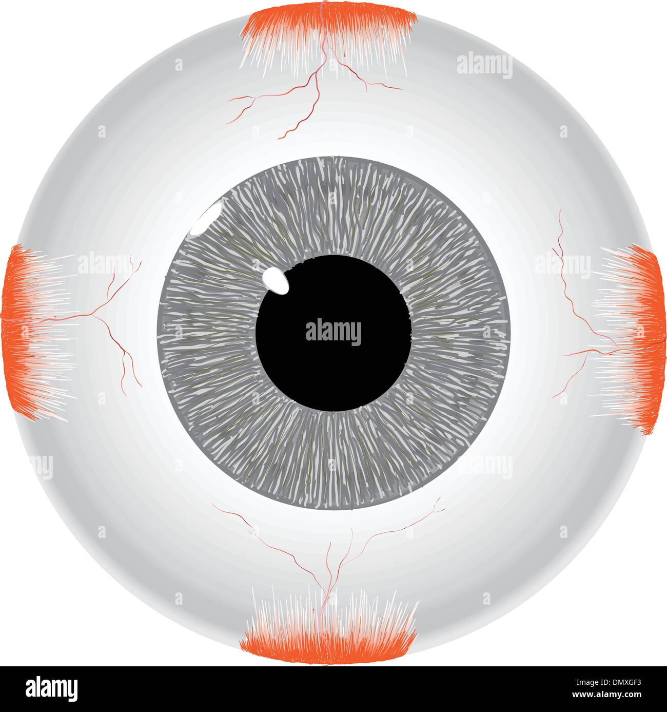 Human eye anatomy Stock Vector Images - Alamy