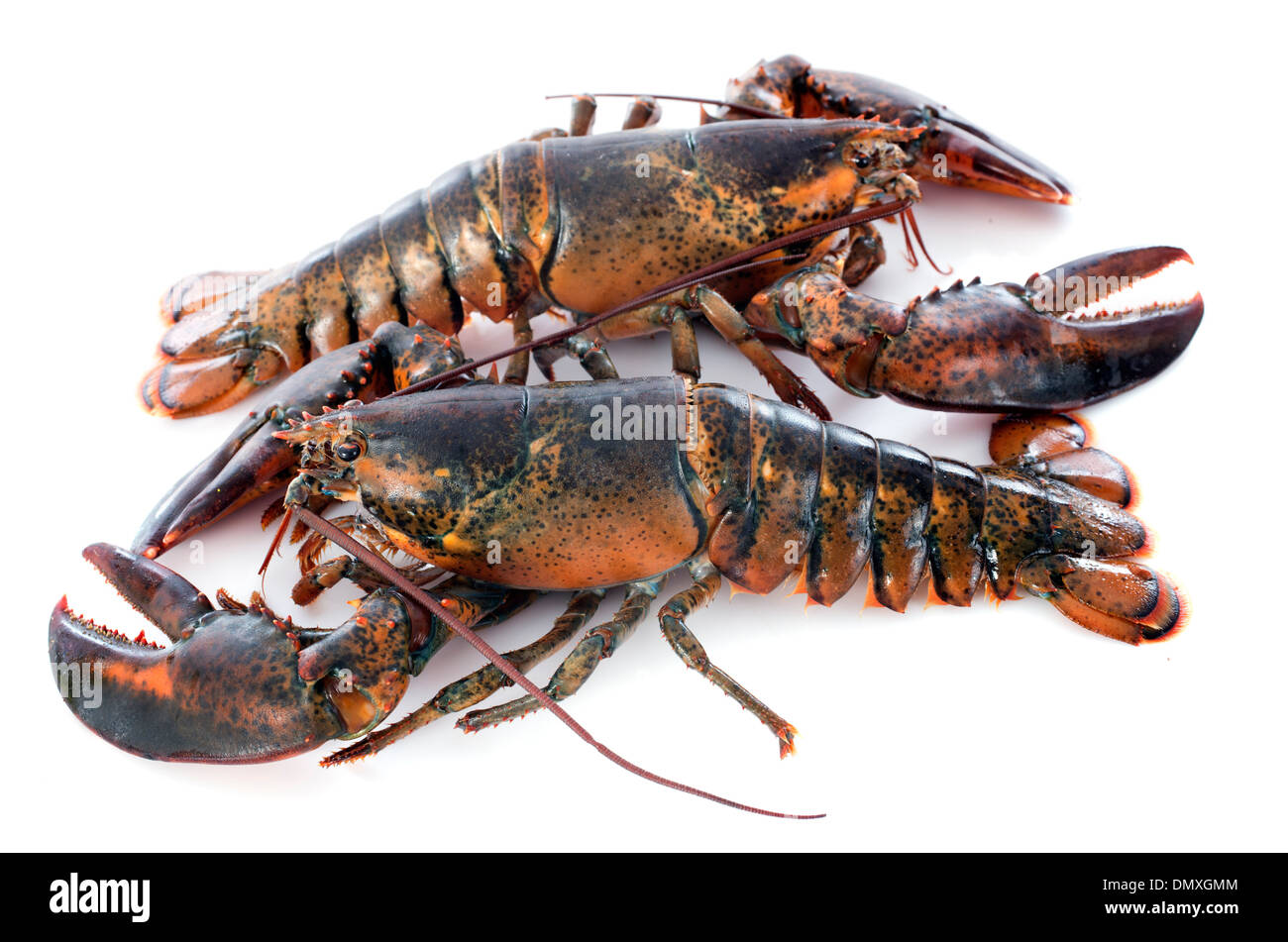 Lobster alive hi-res stock photography and images - Alamy