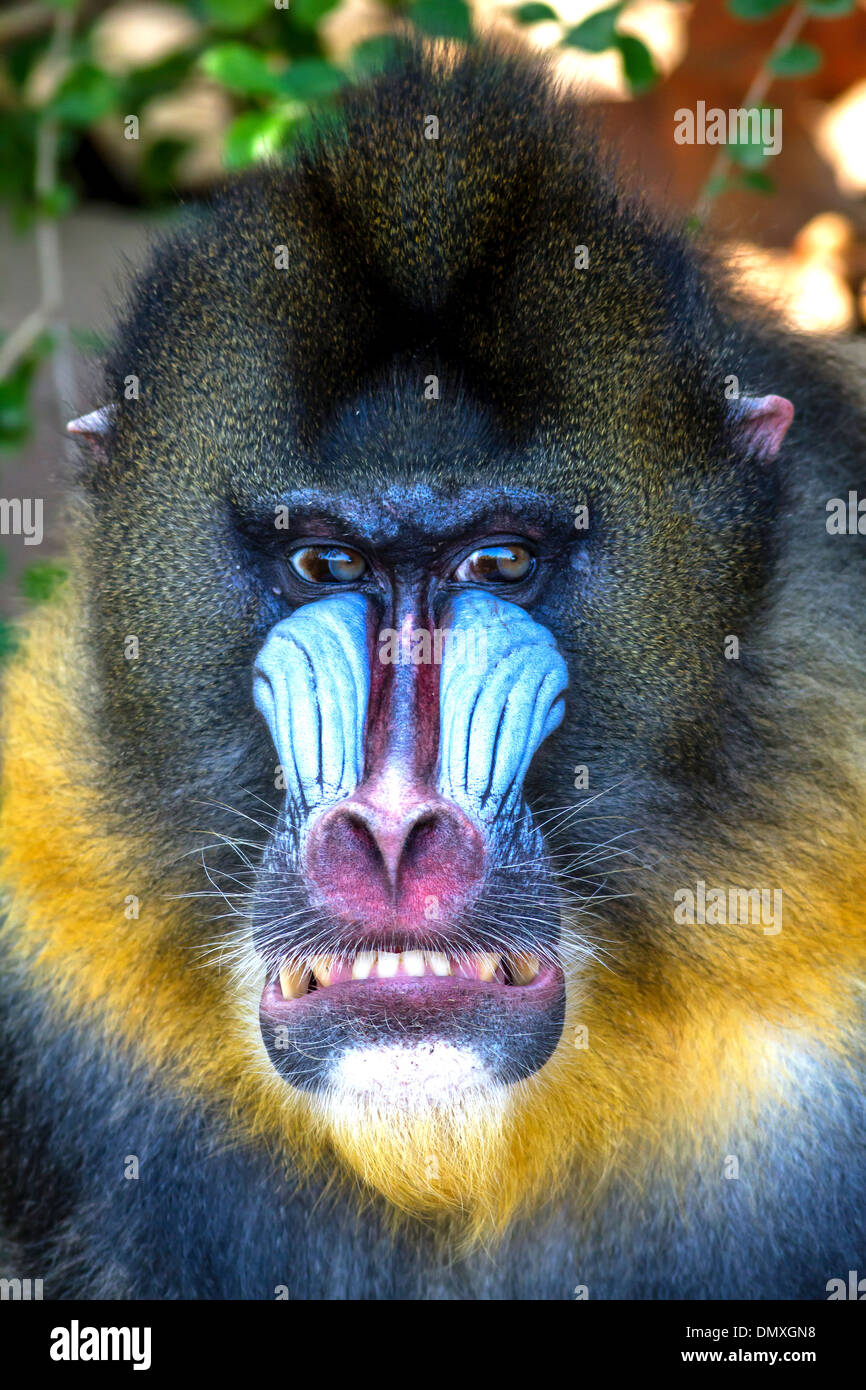 Mandrill Attack