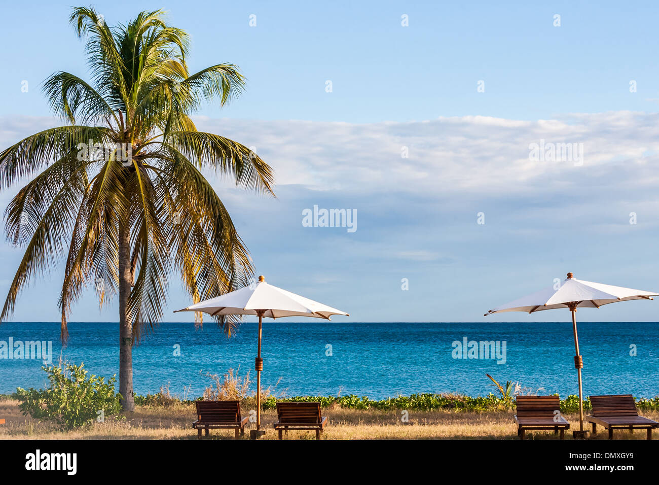 Tropical vacation scene with deckchairs and plam tree Stock Photo - Alamy
