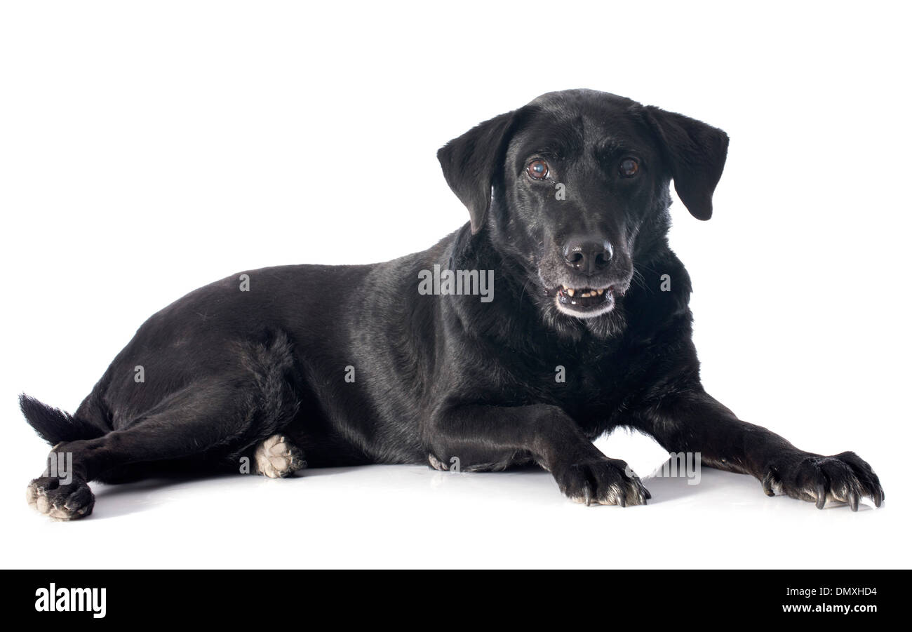 Old white labrador retriever dog hi-res stock photography and images ...
