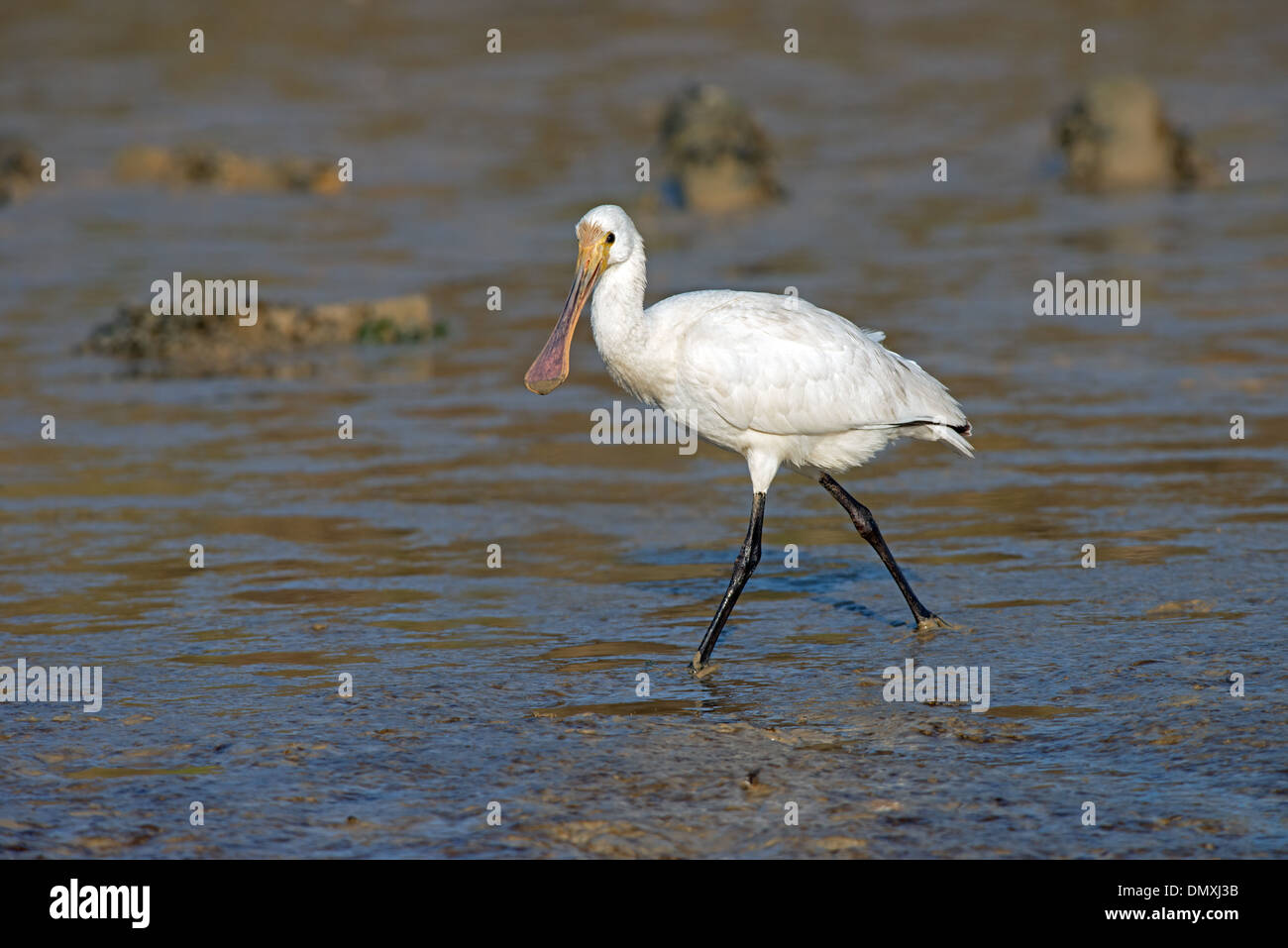 Male Juvenile Spoonbill-Platalea leucorodia,In Search Of Food, Newhaven ...