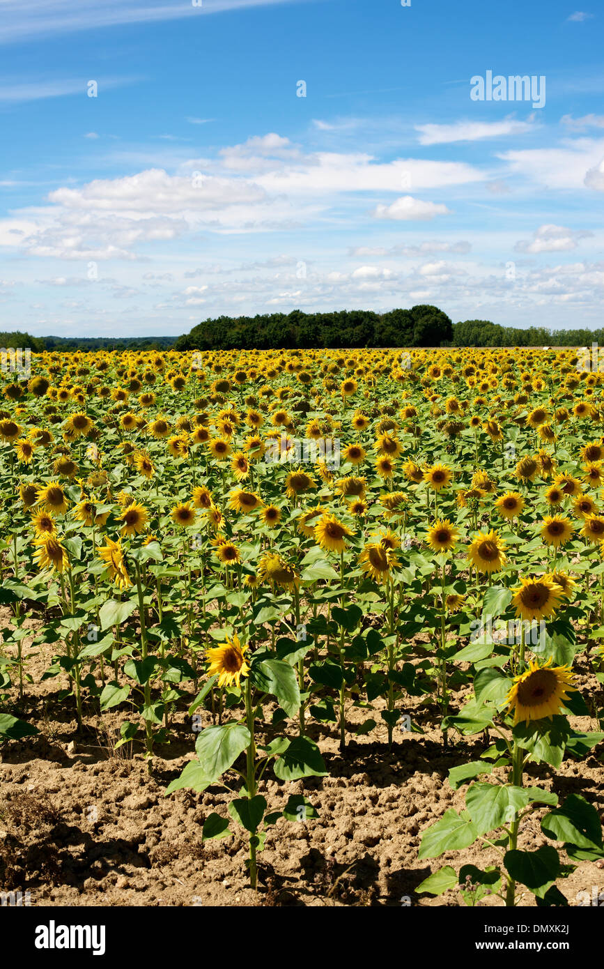 Tournsol hi-res stock photography and images - Alamy